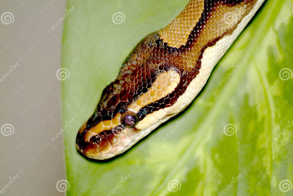 Tête royale de python image stock. Image du reptile, royal - 331643