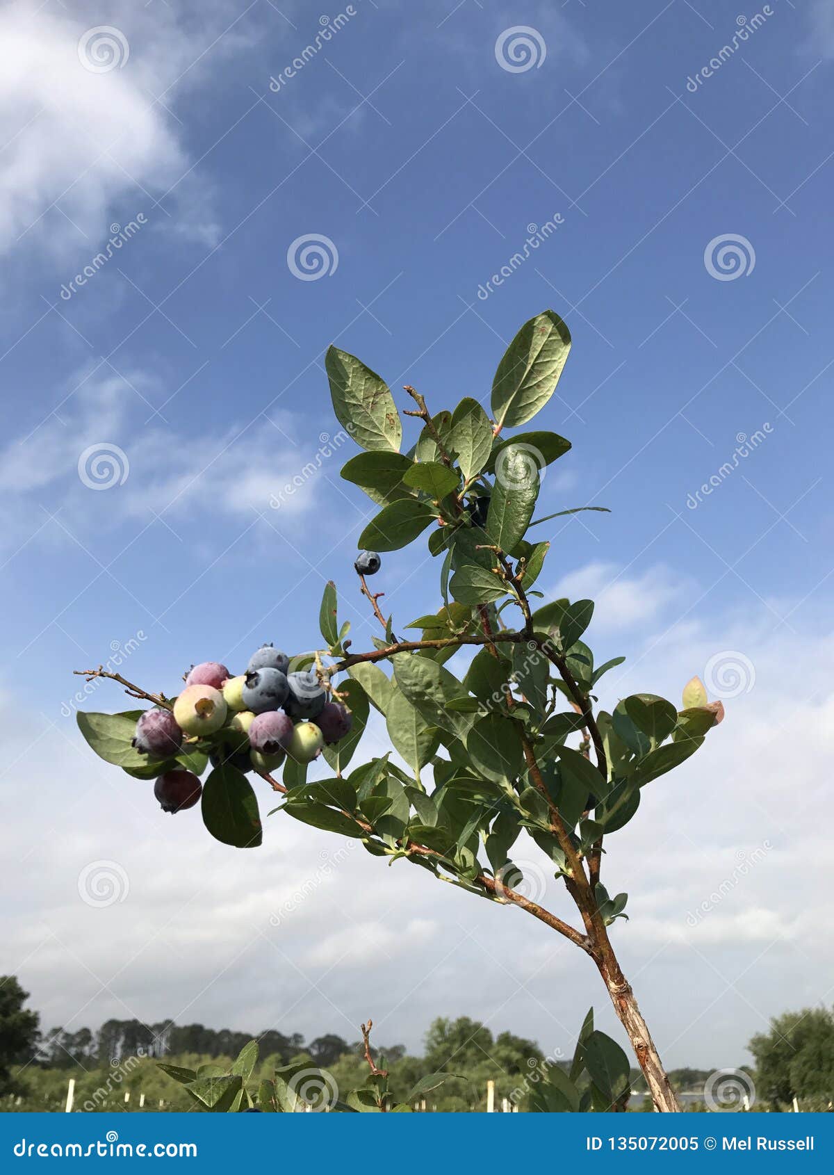 Blueberry picking stock image. Image of blueberry, fields - 135072005
