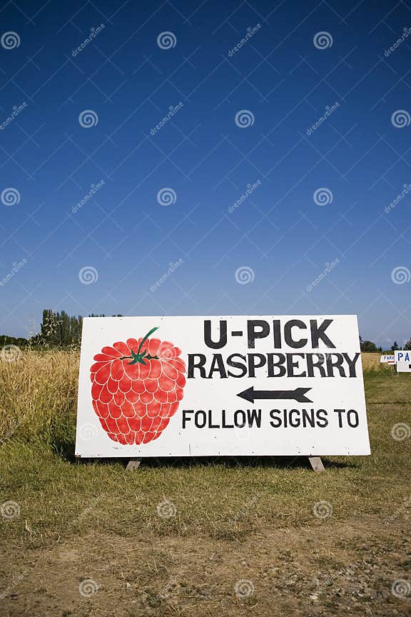 U Pick Rasberry Sign stock image. Image of fresh, flora - 7799417