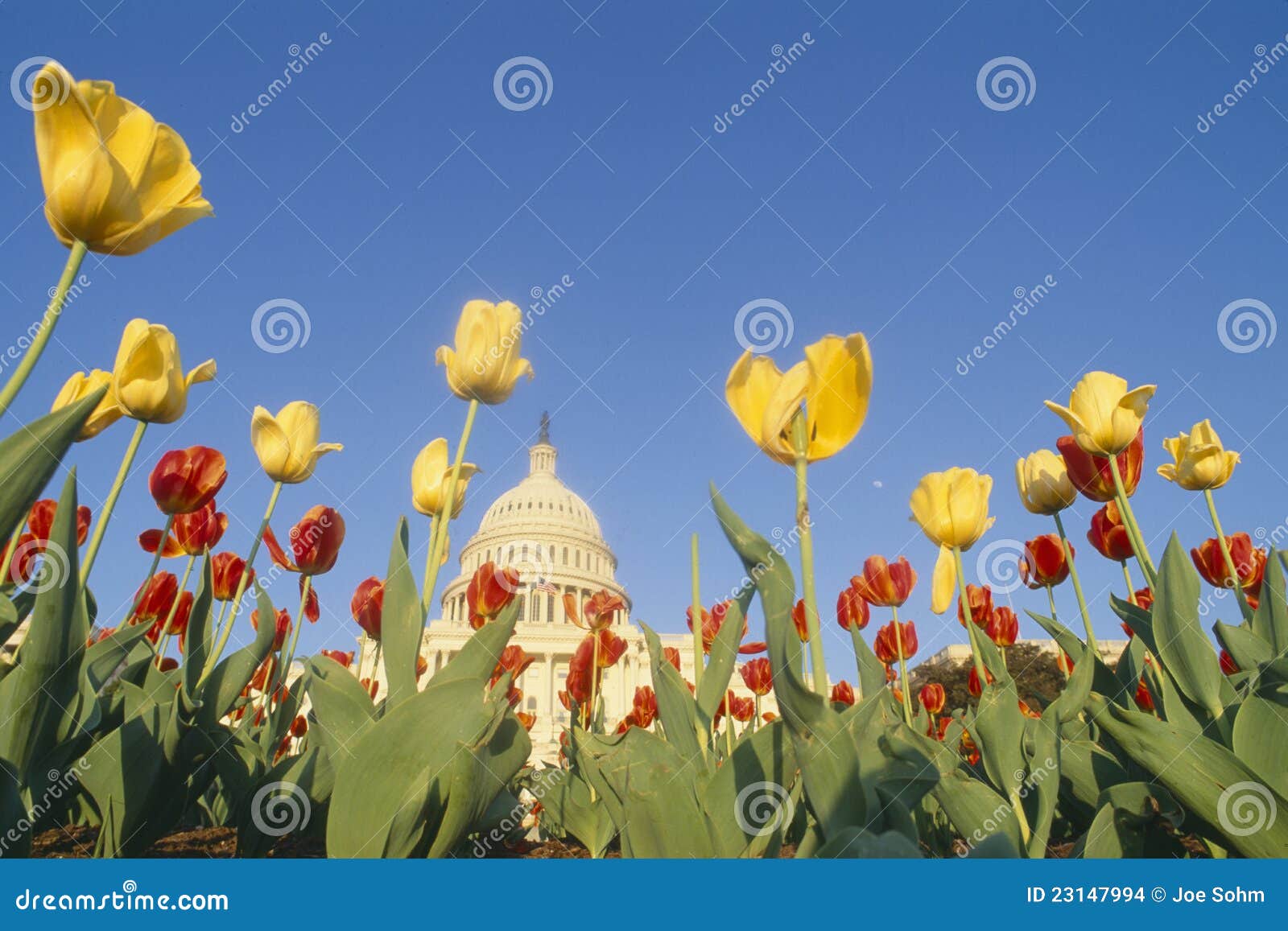 U.S Capitol Building with Tulips Stock Photo - Image of color, culture ...