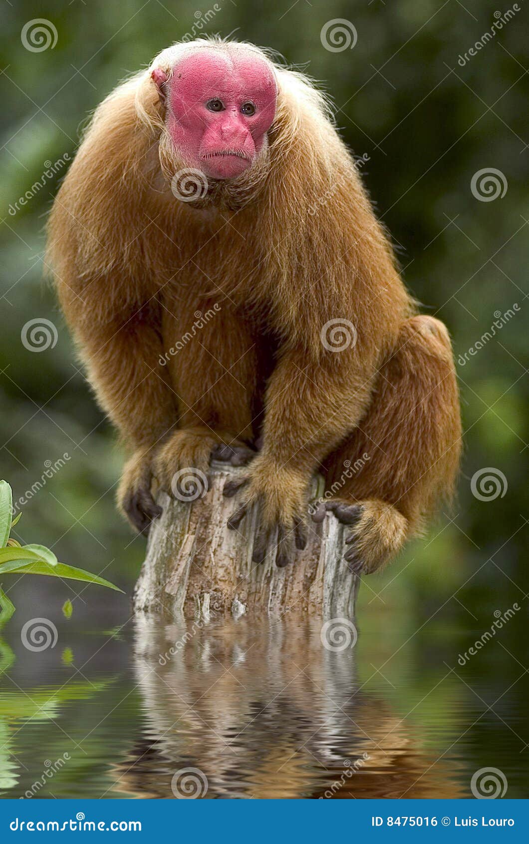 Uakari stock photo. Image of ecuador, sciureus, brazil - 8475016