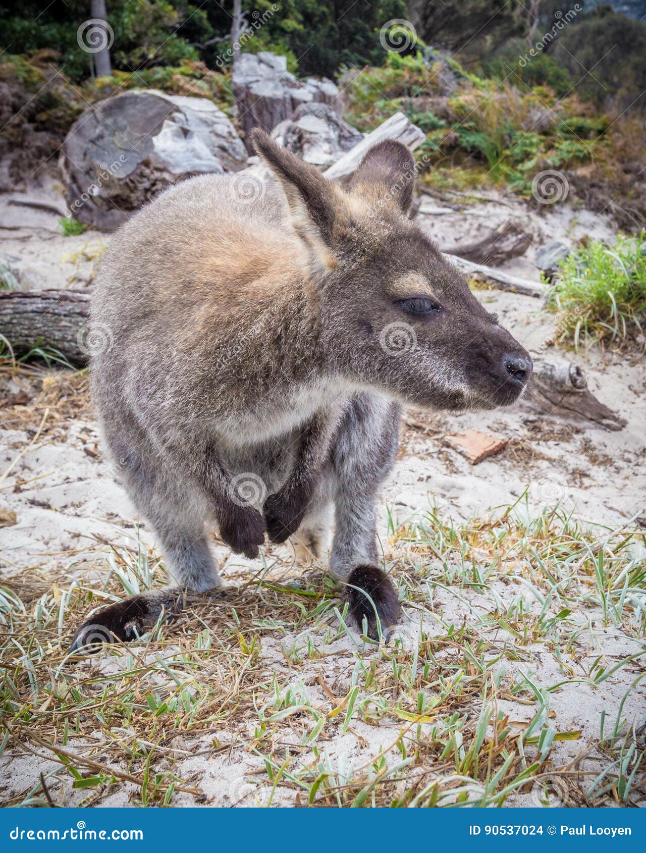 Ualabi de Bennett foto de archivo. Imagen de salvaje - 90537024