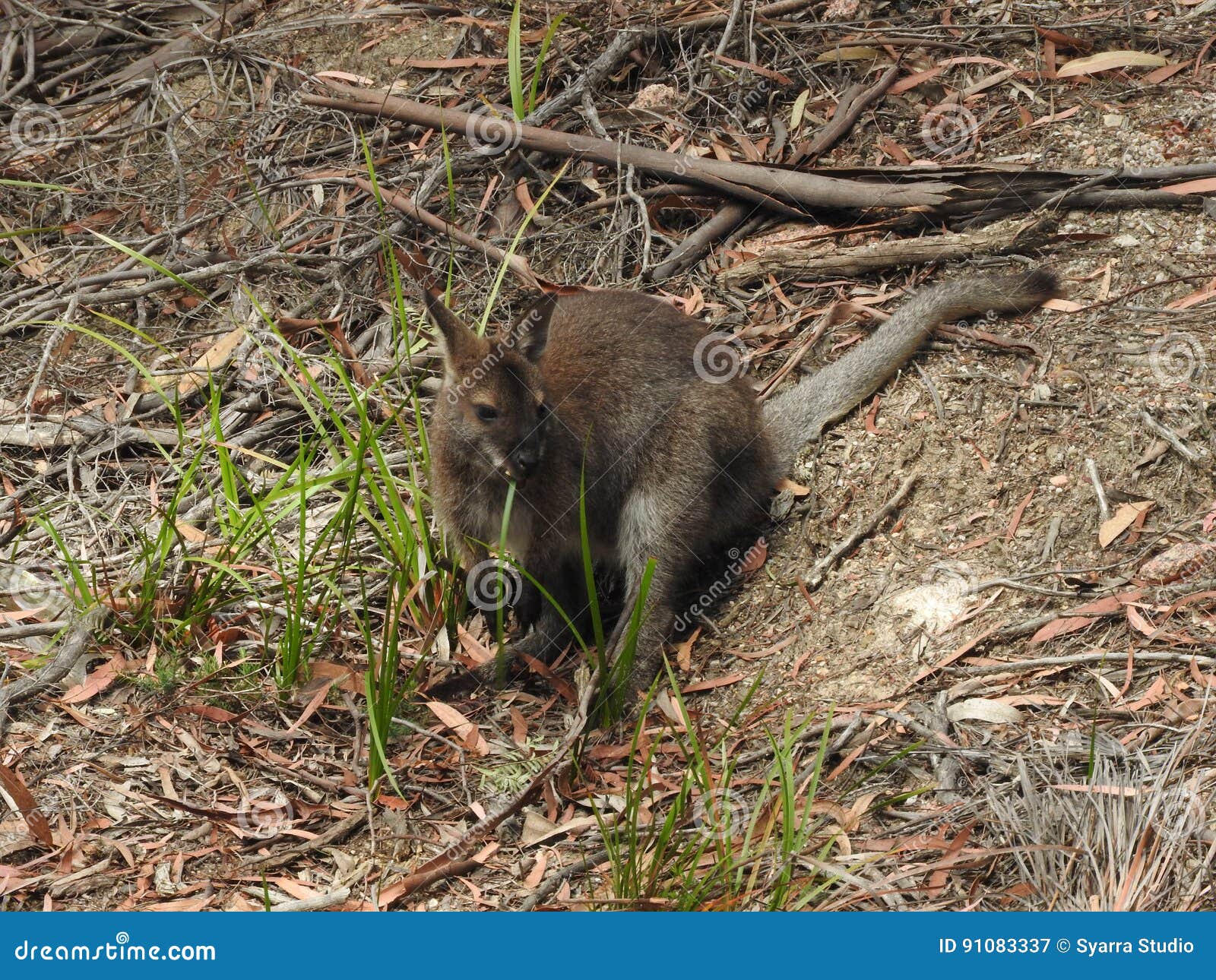 Ualabi de Bennetts imagen de archivo. Imagen de honeymoon - 91083337