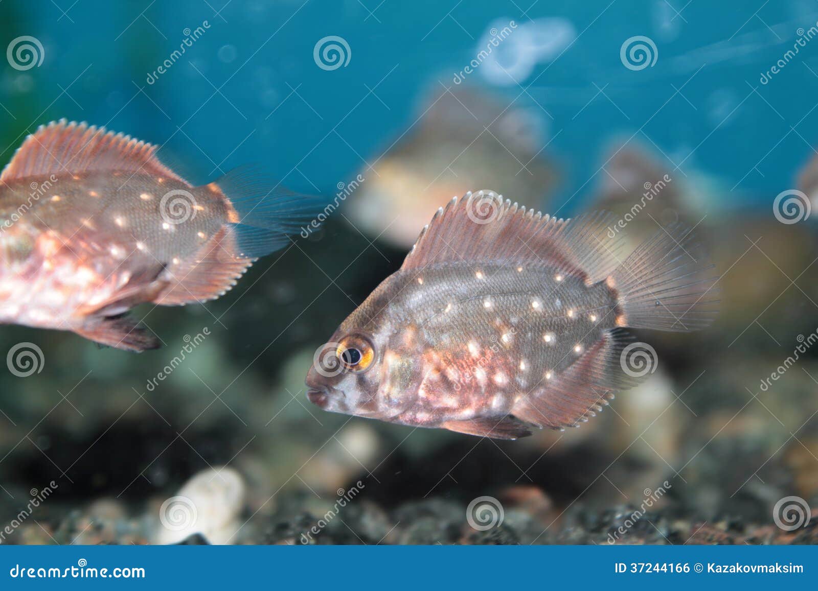 Uaru (Triangle Cichlid) Aquarium Fish Stock Photo - Image of ...