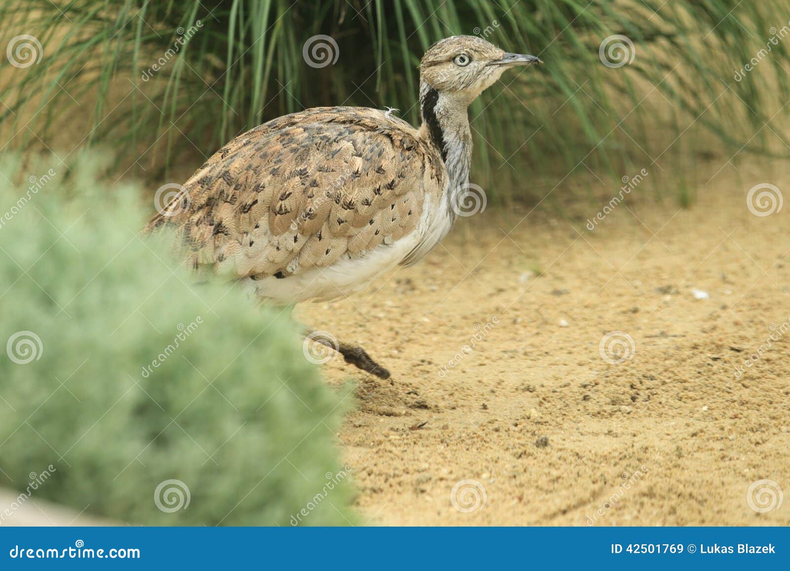 Ubara asiatica immagine stock. Immagine di africa, nord - 42501769