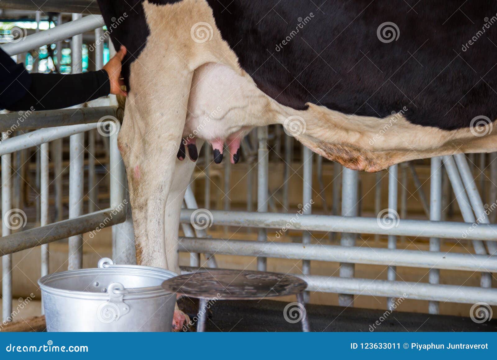 Ubre De La Hembra Joven De La Vaca - En Granja Imagen de archivo ...