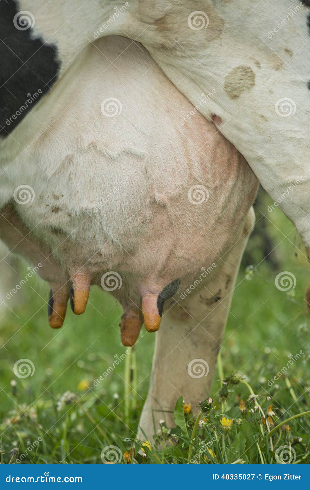 Ubre de la vaca imagen de archivo. Imagen de ganado, casta - 40335027