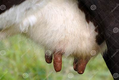 Ubre de la vaca foto de archivo. Imagen de ubre, granja - 4419076