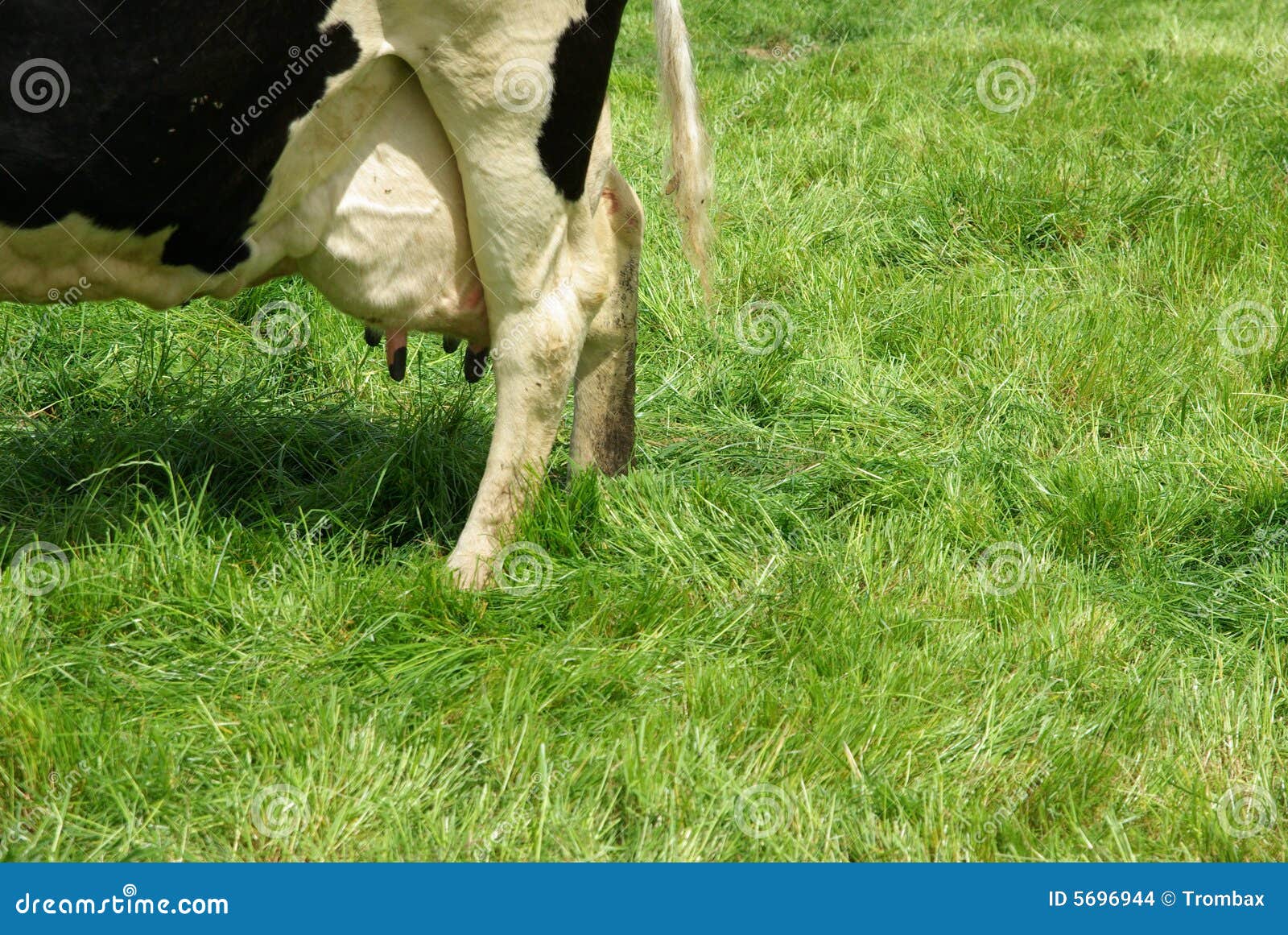 Ubre de la vaca foto de archivo. Imagen de agricultura - 5696944