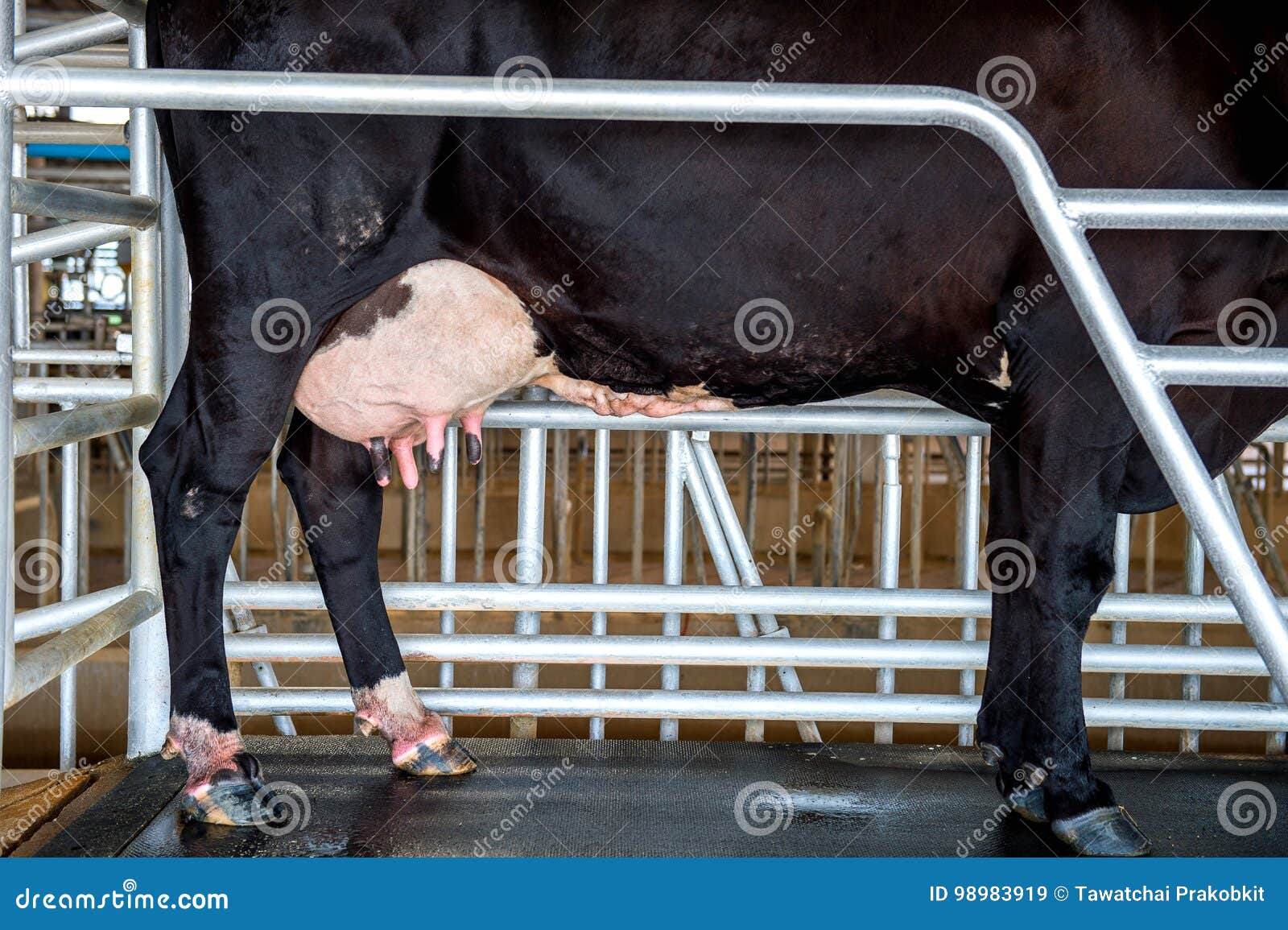 Ubre de la vaca imagen de archivo. Imagen de establo - 98983919