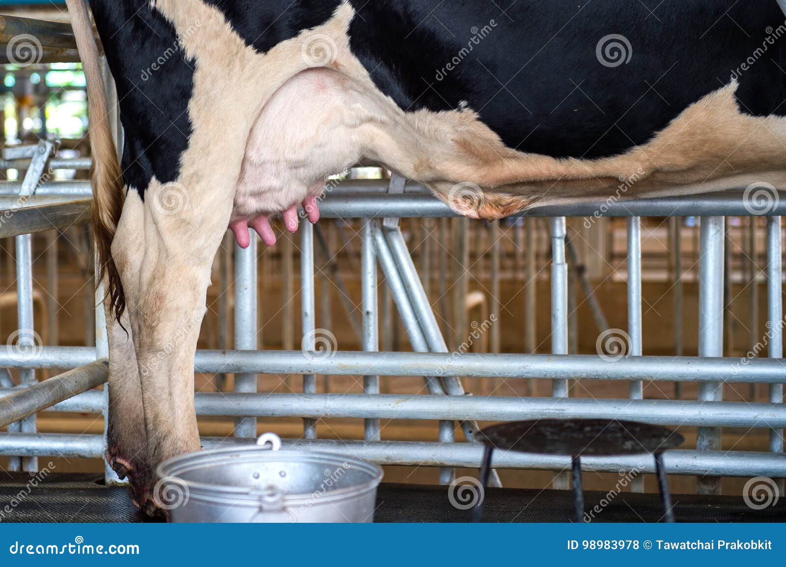 Ubre de la vaca foto de archivo. Imagen de negro, cara - 98983978