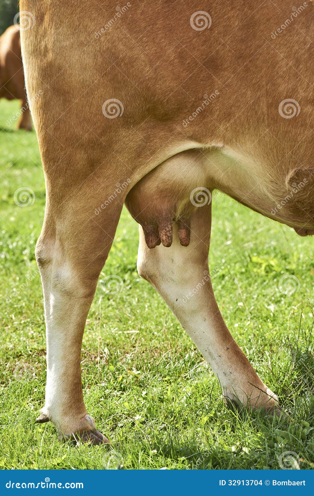 imágenes comunes del Ubre De Una Vaca Joven - los derechos de la ...