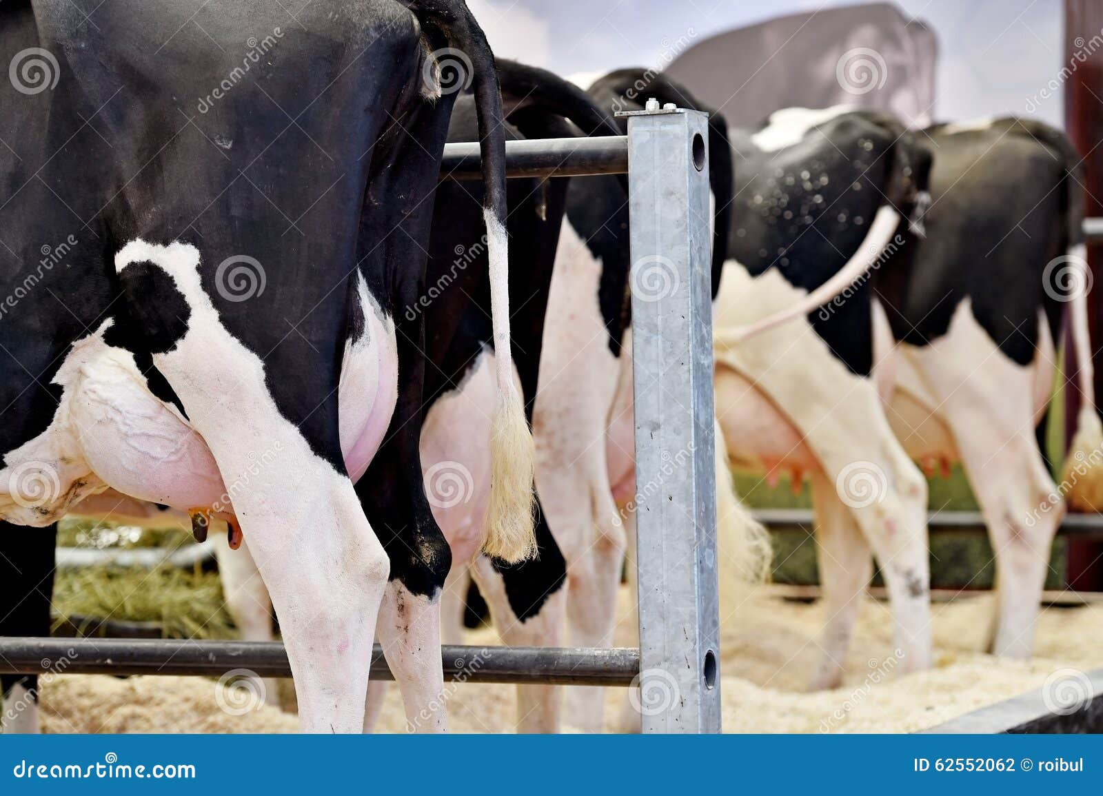 Ubres De La Vaca De Holstein En Una Granja Foto de archivo - Imagen de ...