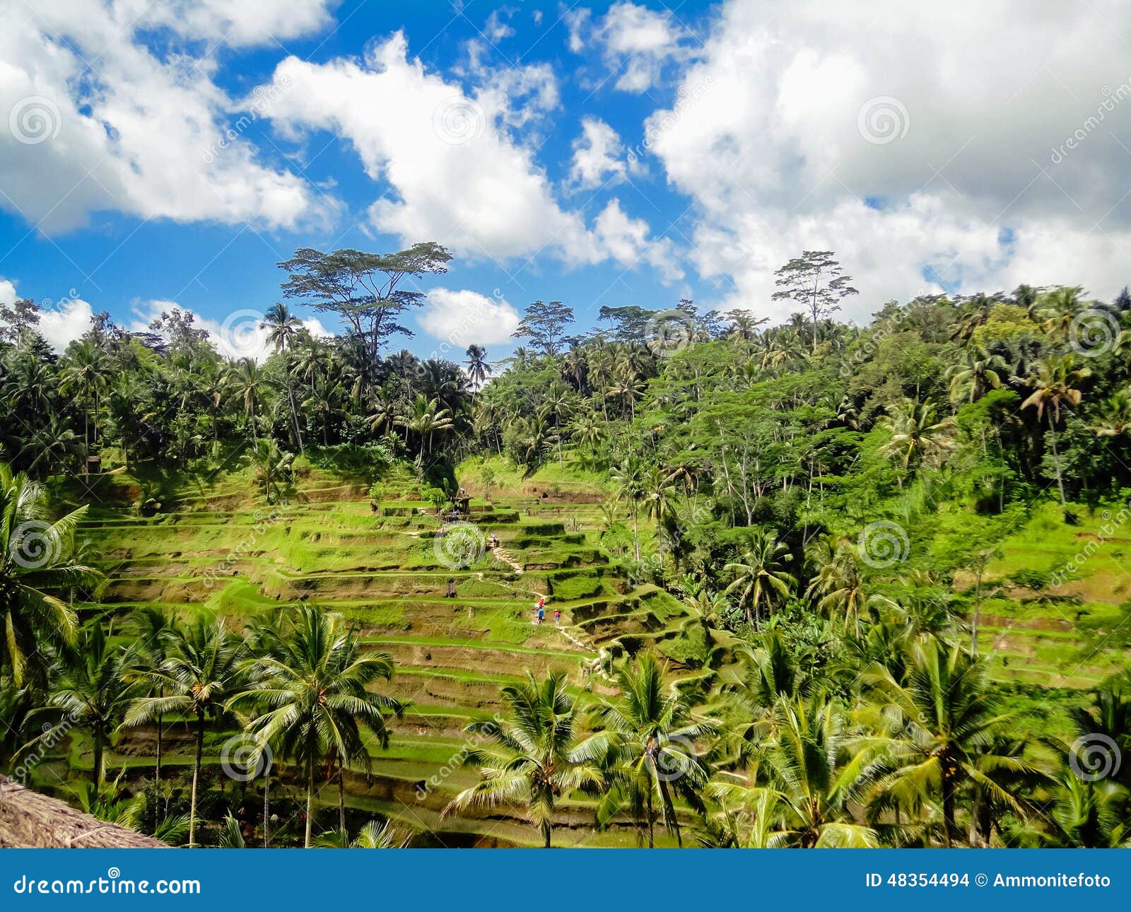 Ubud, Bali stock photo. Image of land, nature, indonesia - 48354494
