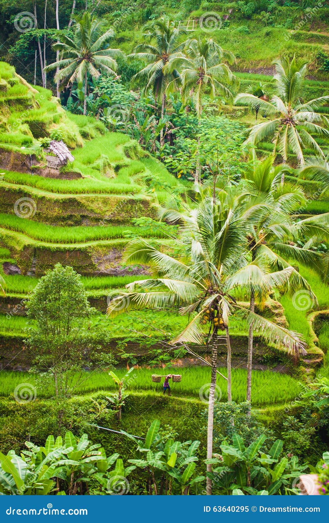 Ubud Green stock image. Image of trees, palm, farming - 63640295