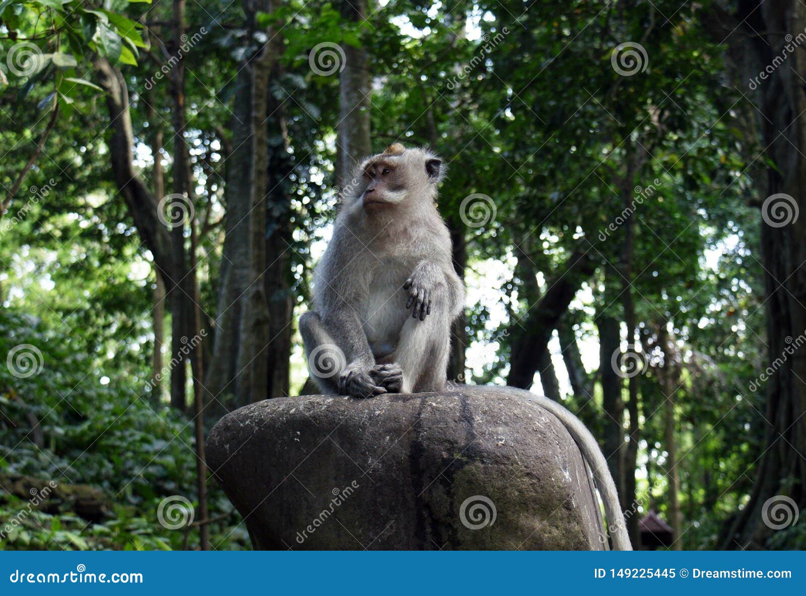 Ubud Monkey Sitting on a Stone Stock Image - Image of forest, famous ...