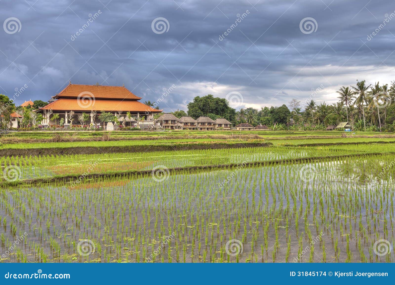Ubud nature stock photo. Image of hindu, landscape, grain - 31845174