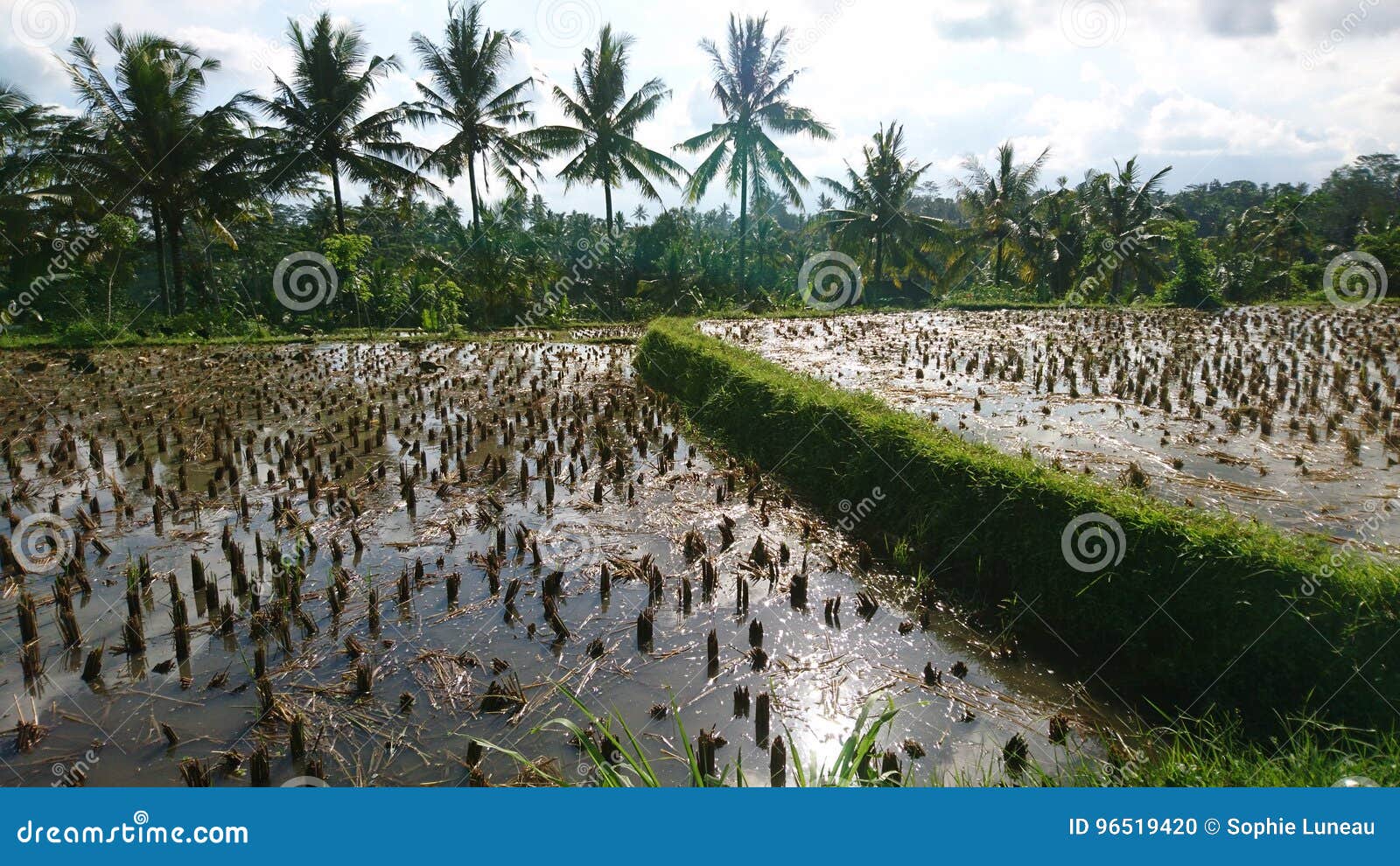 Ubud Rice field stock photo. Image of bali, rice, ubud - 96519420