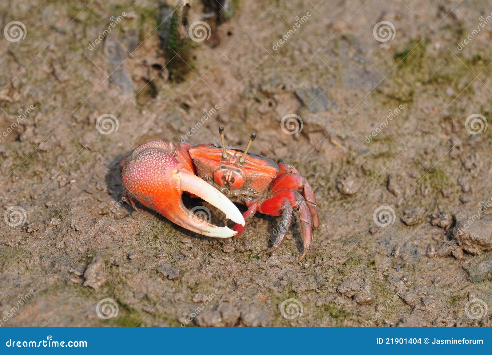 Uca arcuata crab stock photo. Image of wetland, mangrove - 21901404