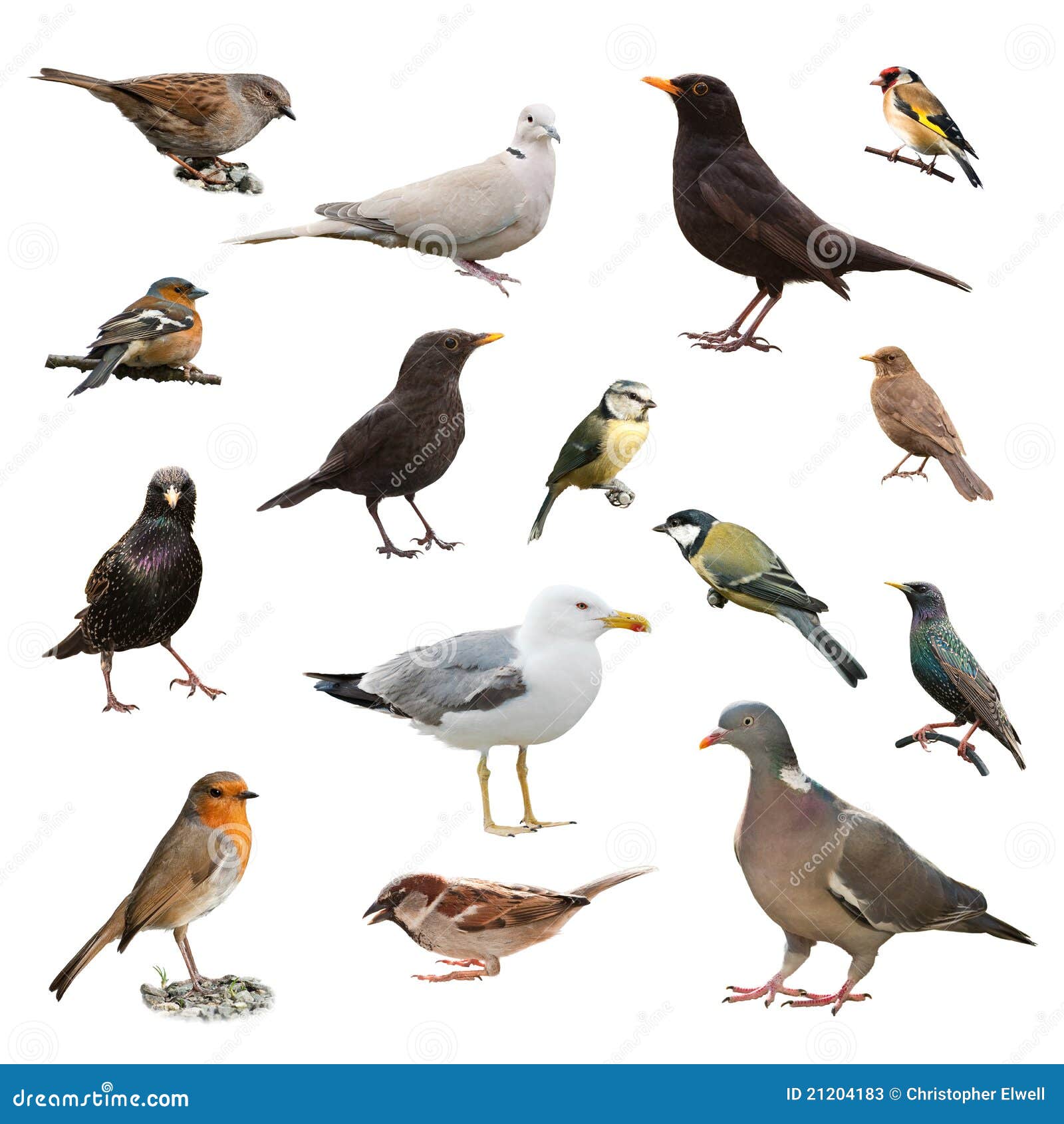 Uccelli Britannici Del Giardino Immagine Stock - Immagine di taglio ...