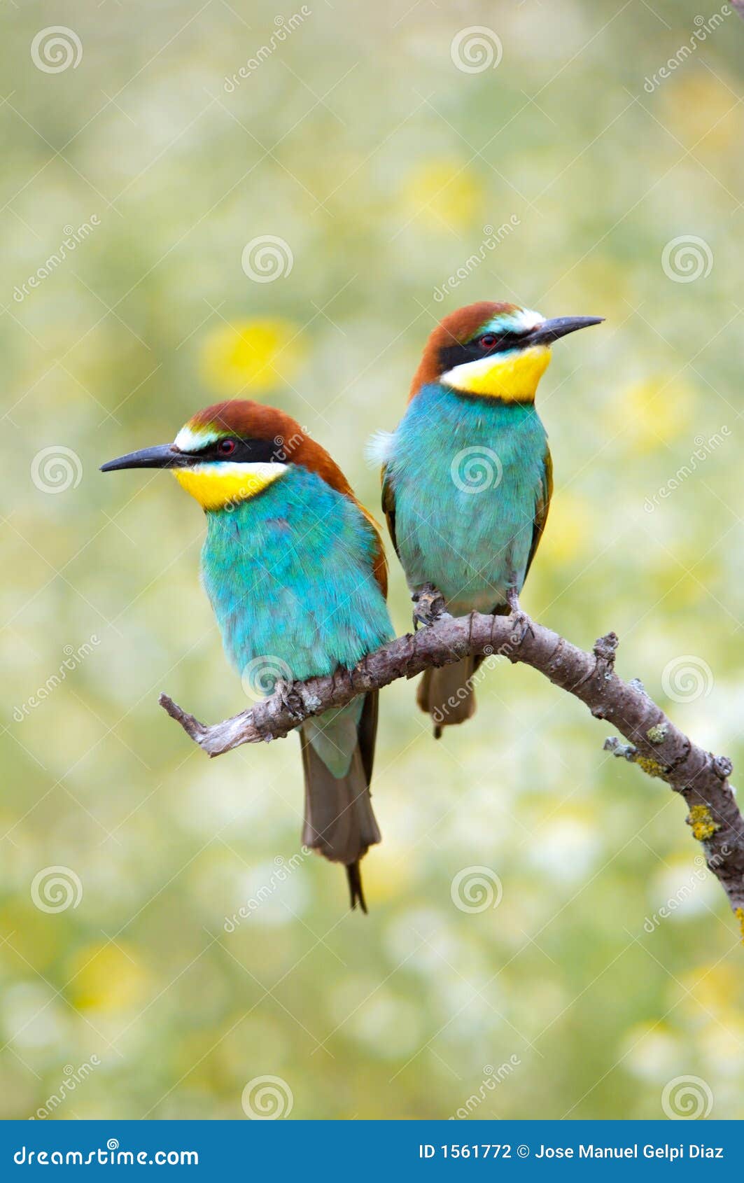 Uccelli Cacciabili In Calabria