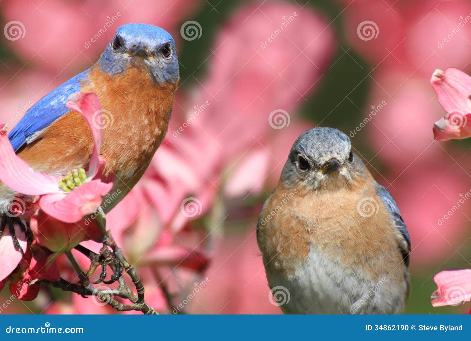 Uccellini Azzurri Orientali Fotografia Stock - Immagine di songbird ...