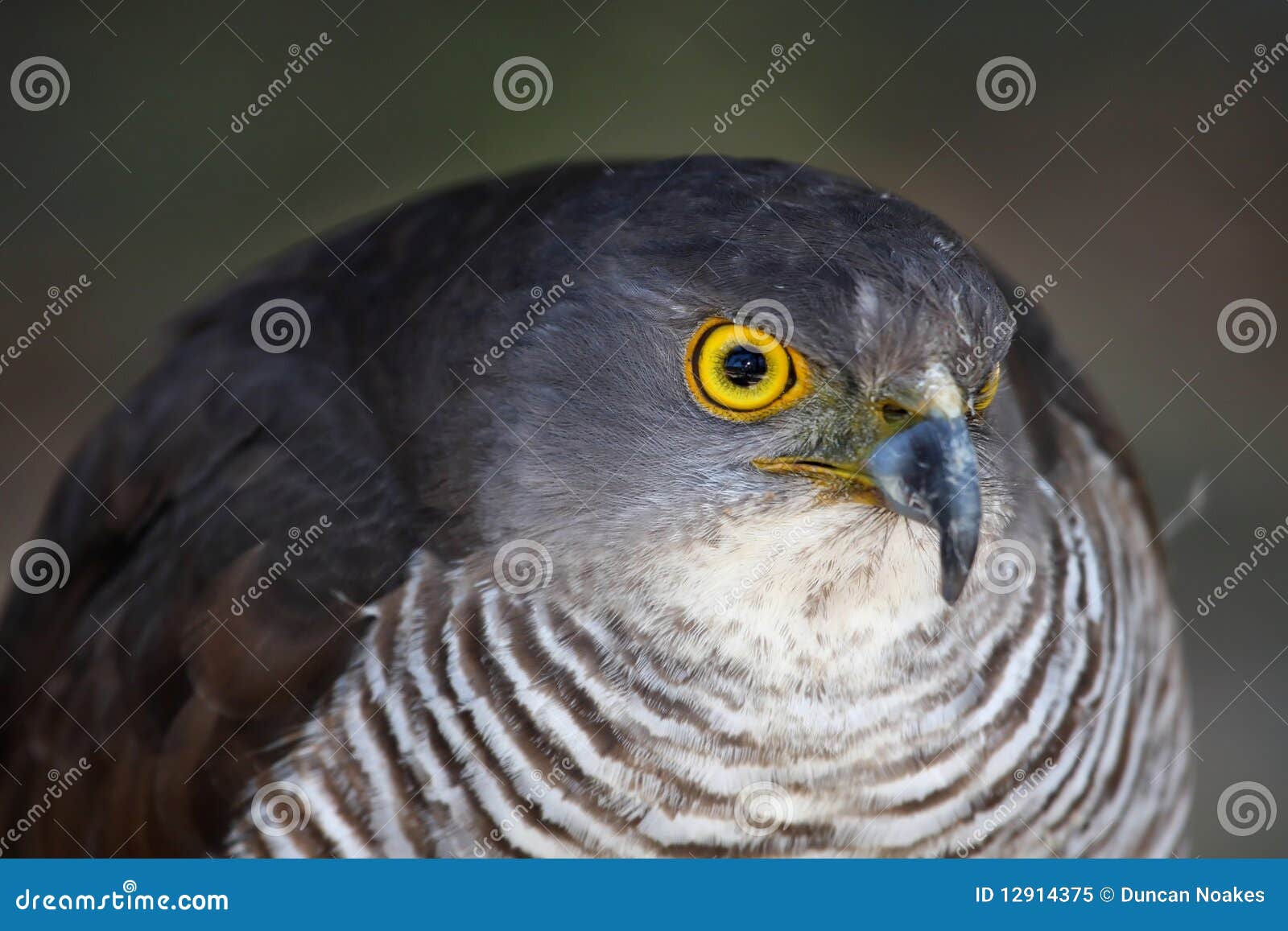 Uccello Africano Dell'astore Immagine Stock - Immagine di falco ...