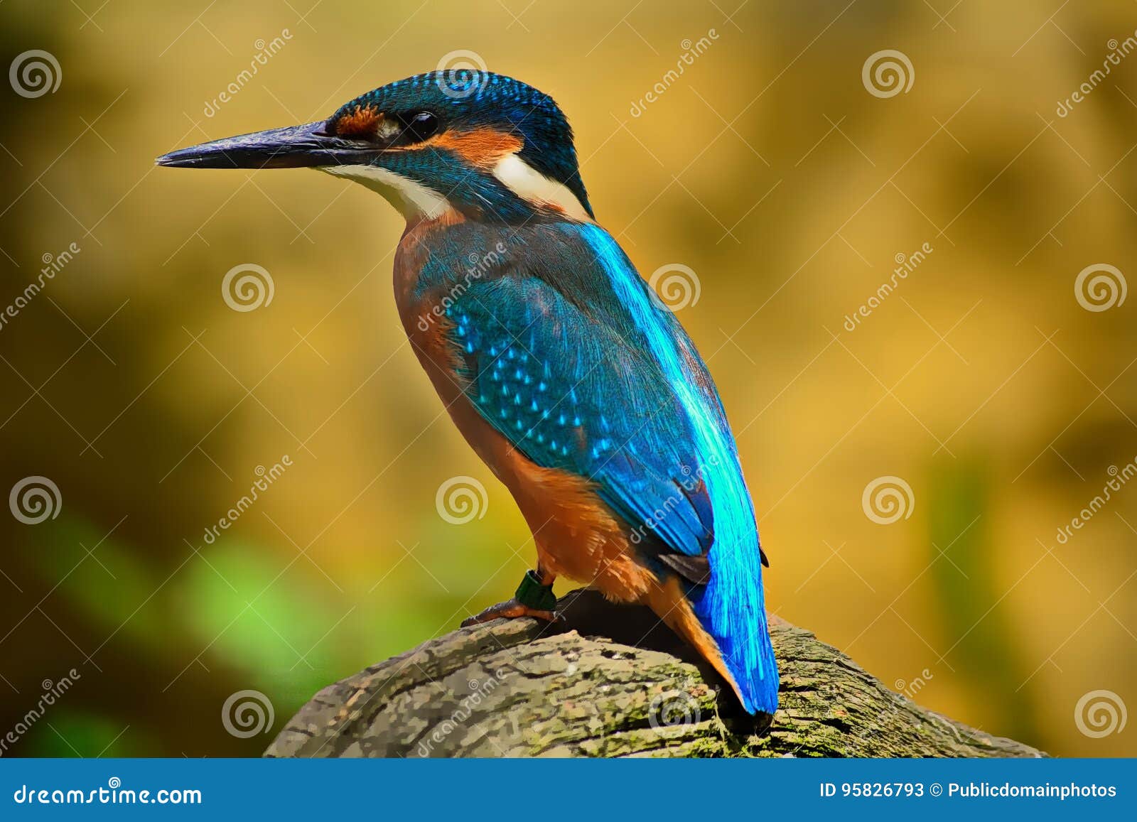 Uccello, Becco, Fauna, Fauna Selvatica Immagine. Immagine: 95826793