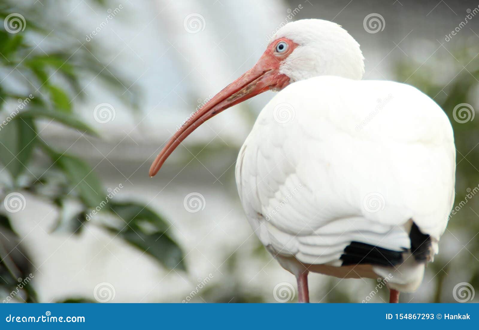 Uccello Bianco Con Il Becco Lungo Immagine Stock - Immagine di uccello ...