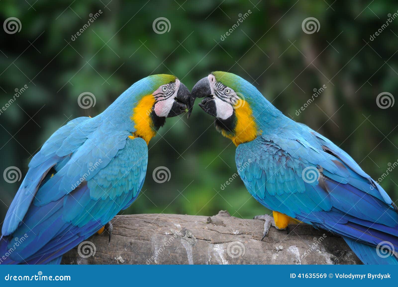 Uccello Del Pappagallo (ara Severa) Immagine Stock - Immagine di ...