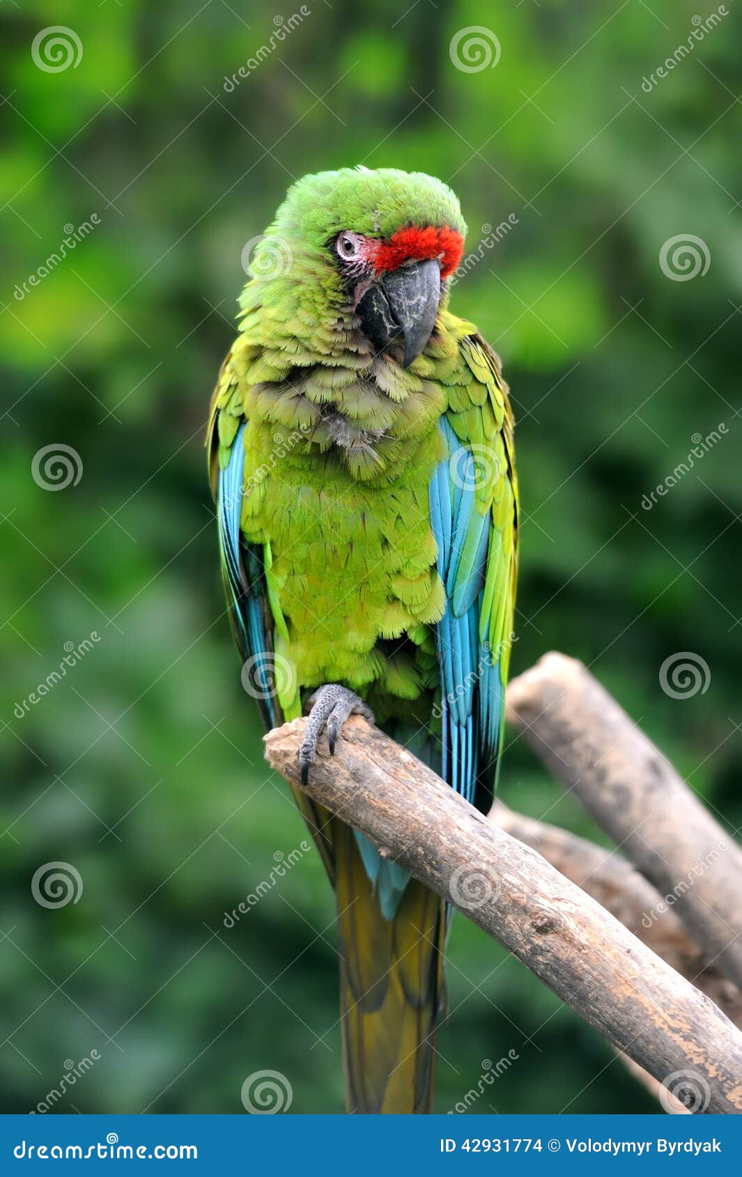 Uccello Del Pappagallo (ara Severa) Fotografia Stock - Immagine di ...