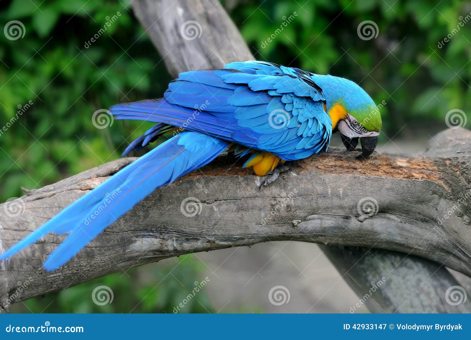 Uccello Del Pappagallo (ara Severa) Immagine Stock - Immagine di severo ...