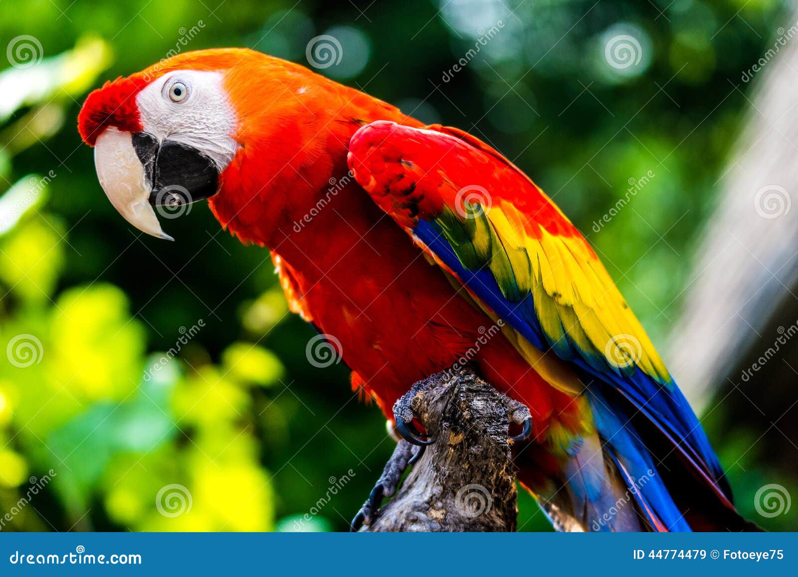 Uccello Del Pappagallo Dell'ara Macao Immagine Stock - Immagine di ...