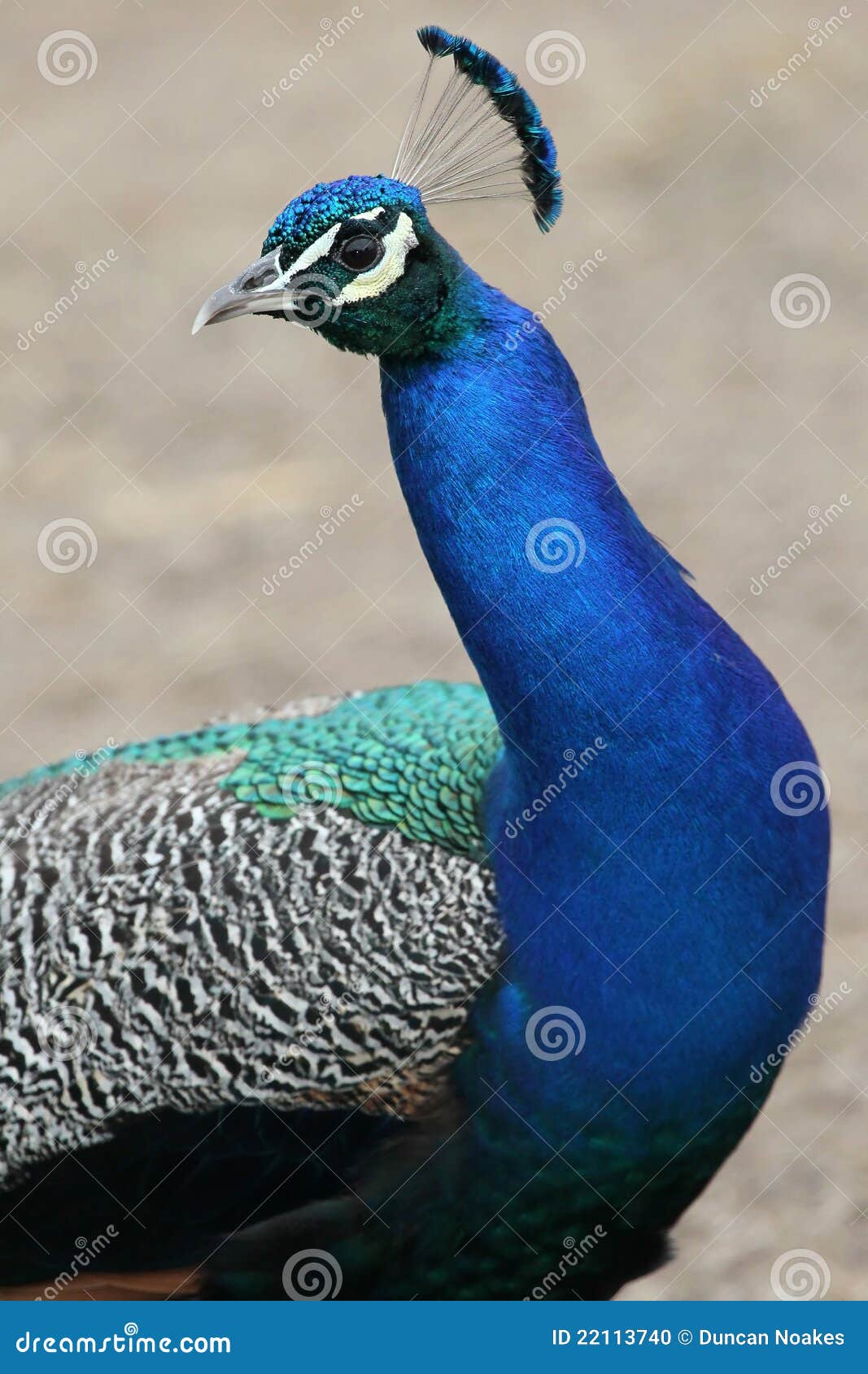 Uccello del pavone fotografia stock. Immagine di testa - 22113740