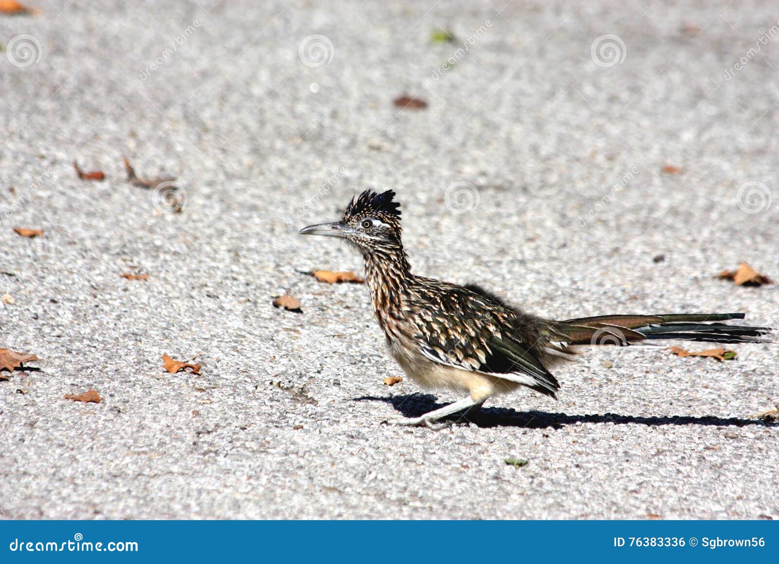 Uccello Del Roadrunner Sulla Strada Fotografia Stock - Immagine di ...