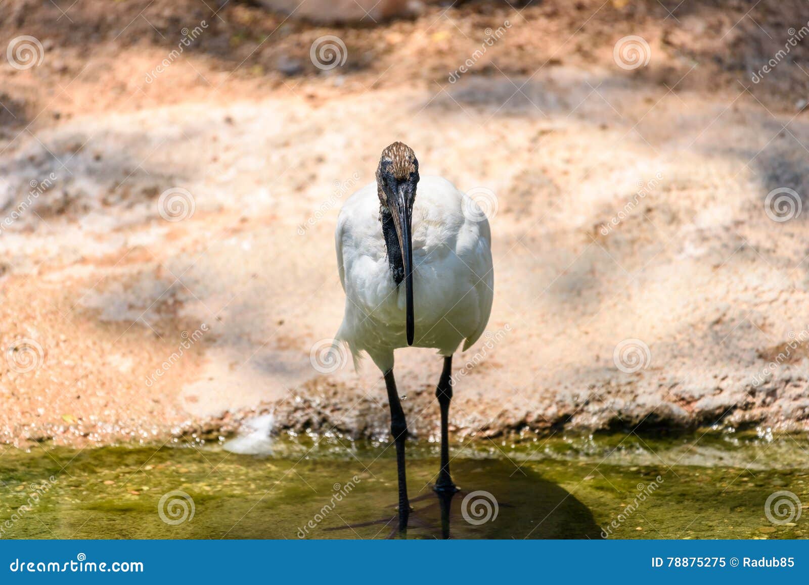 Uccello Dell'ibis Sacro Dell'Africano Immagine Stock - Immagine di ...