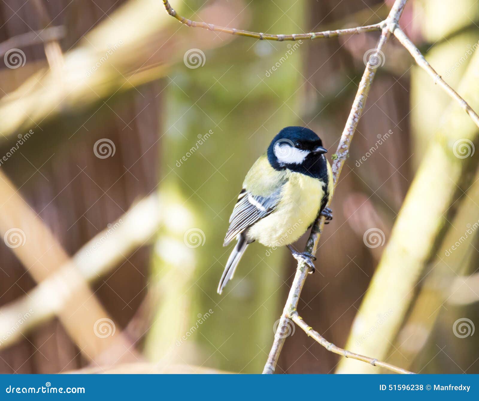Uccello della cinciallegra fotografia stock. Immagine di nave - 51596238