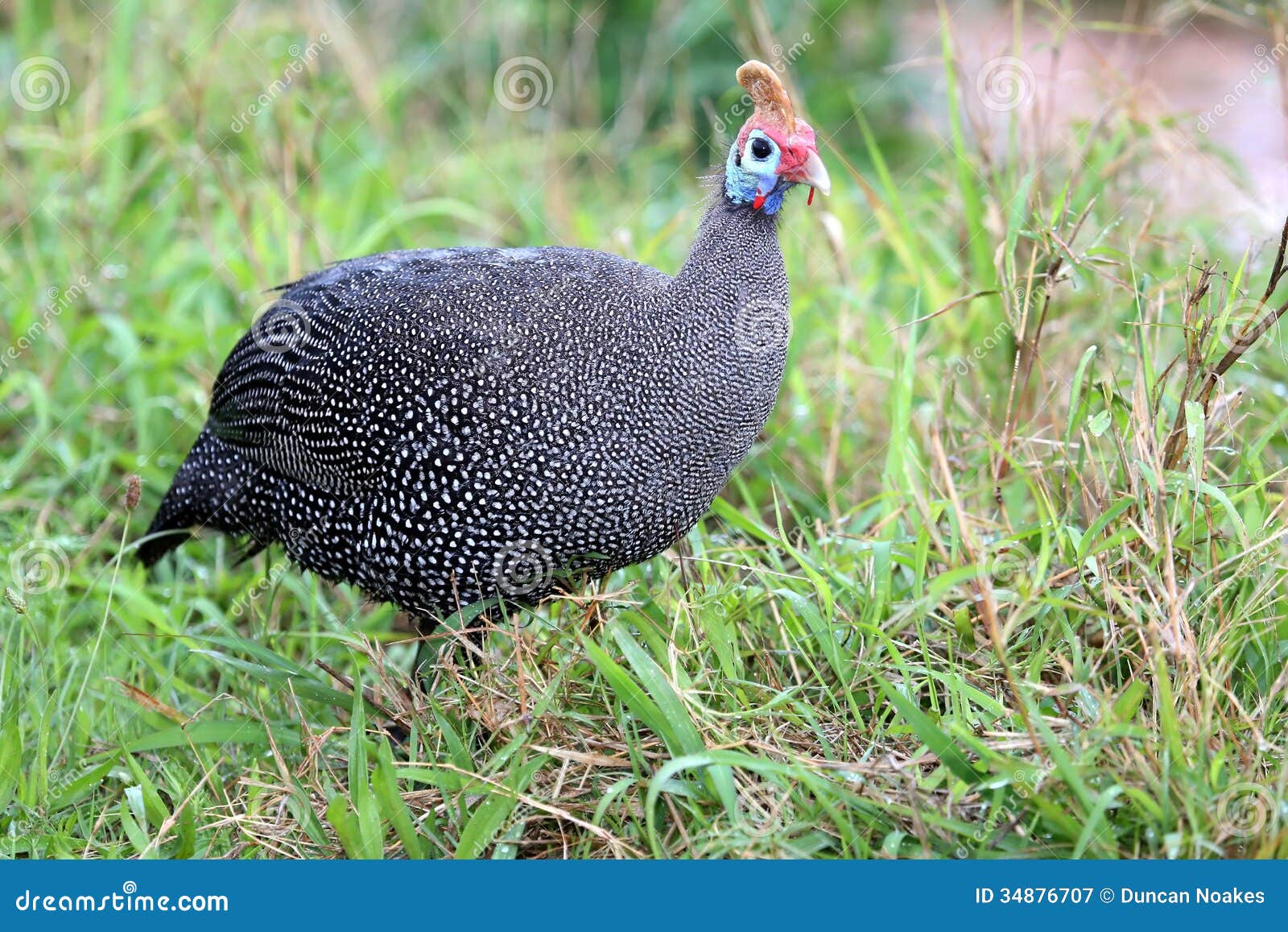 Uccello della faraona immagine stock. Immagine di bianco - 34876707