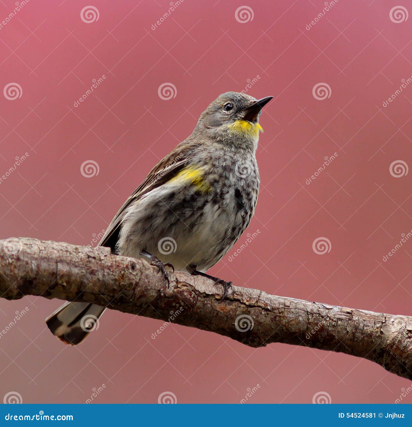 Uccello Della Silvia Appollaiato Su Un Ramo Immagine Stock - Immagine ...