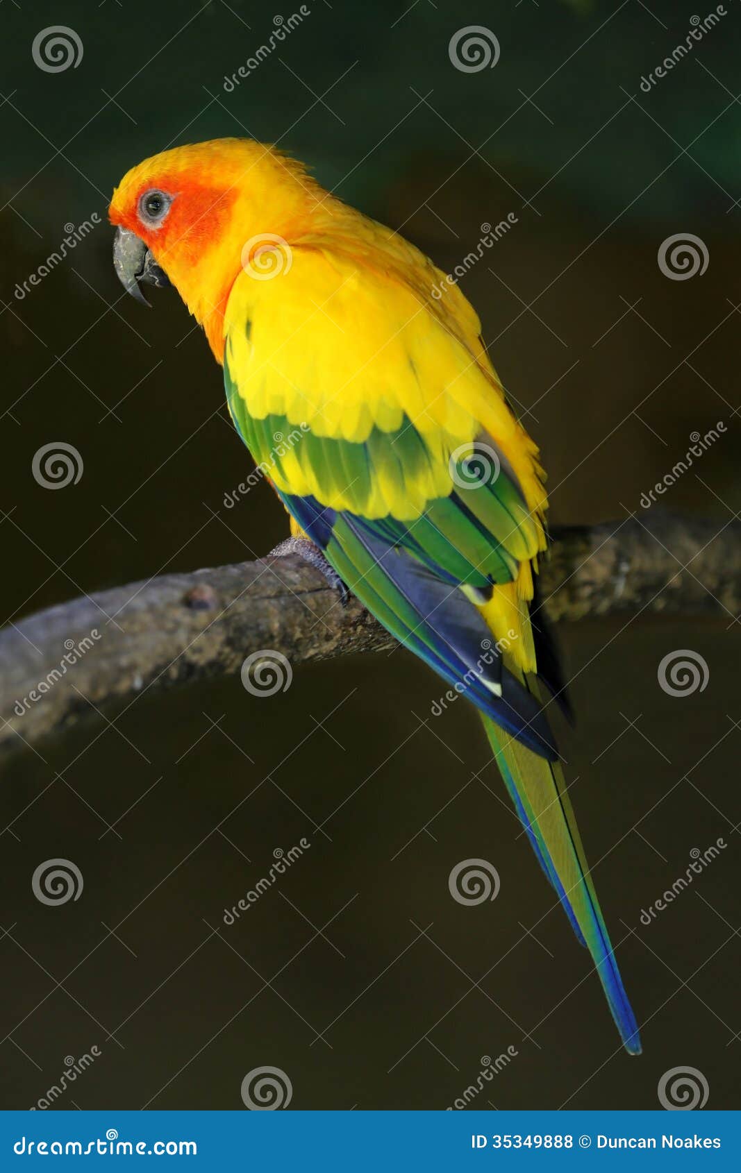Uccello Giallo Del Pappagallo Fotografia Stock - Immagine di nave ...