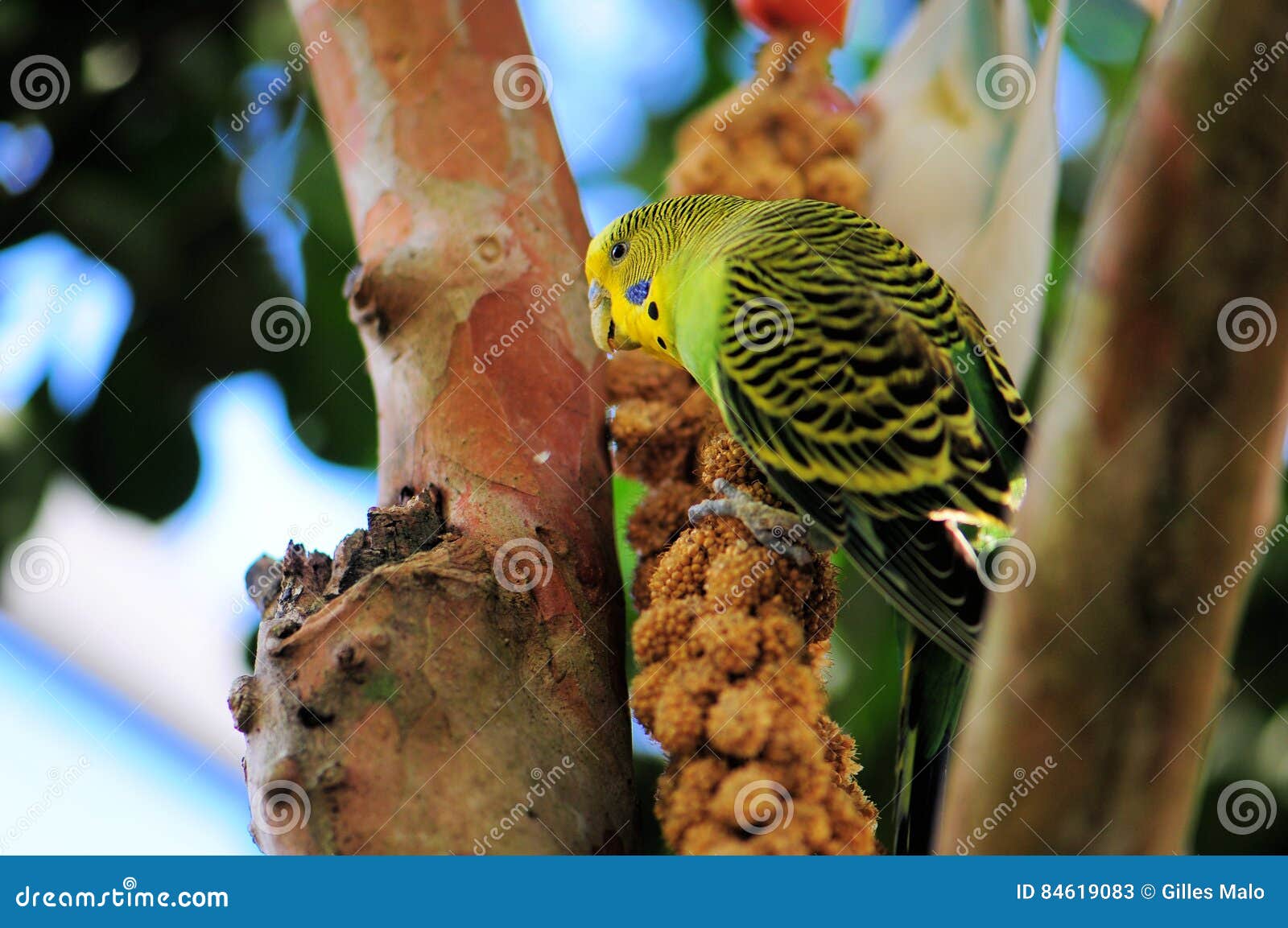 Uccello Giallo & Verde Di Pappagallino Ondulato Immagine Stock ...