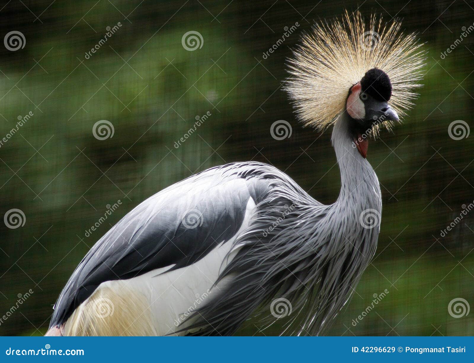 Uccello Incoronato Grigio Della Gru Immagine Stock - Immagine di rosso ...