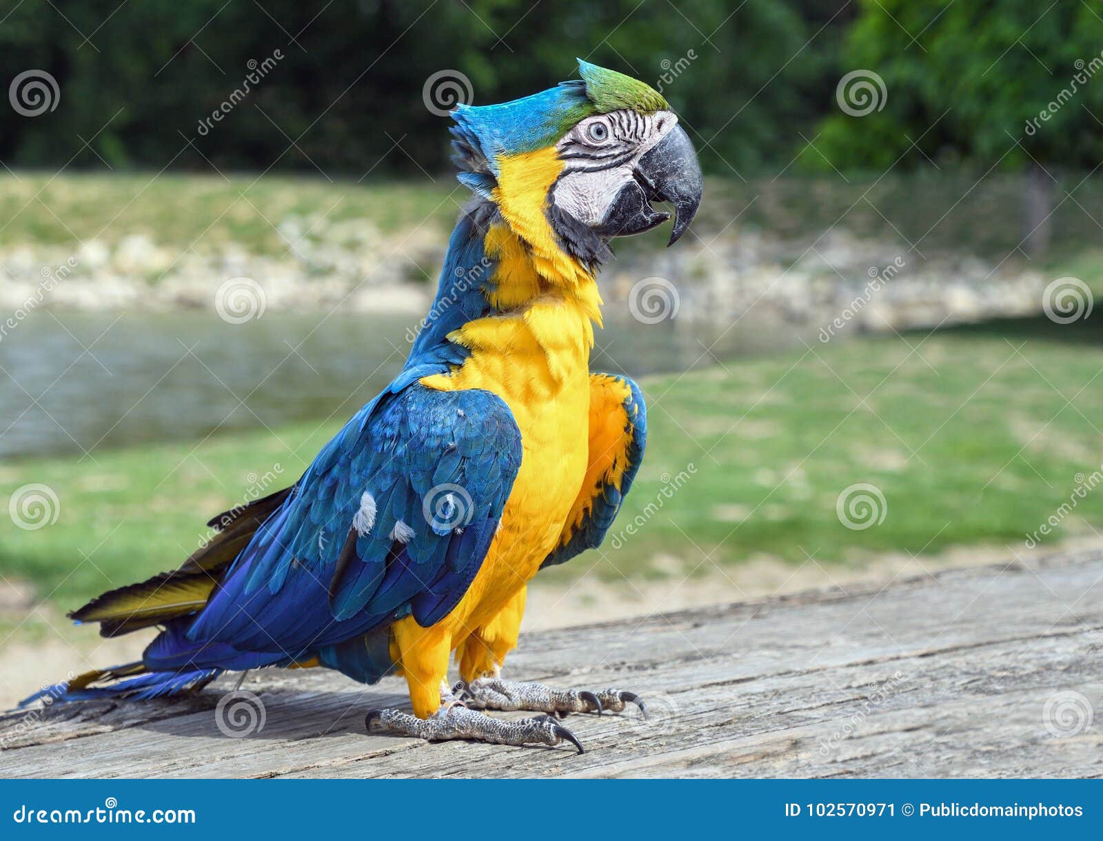 Uccello, Pappagallo, Ara, Fauna Immagine. Immagine: 102570971