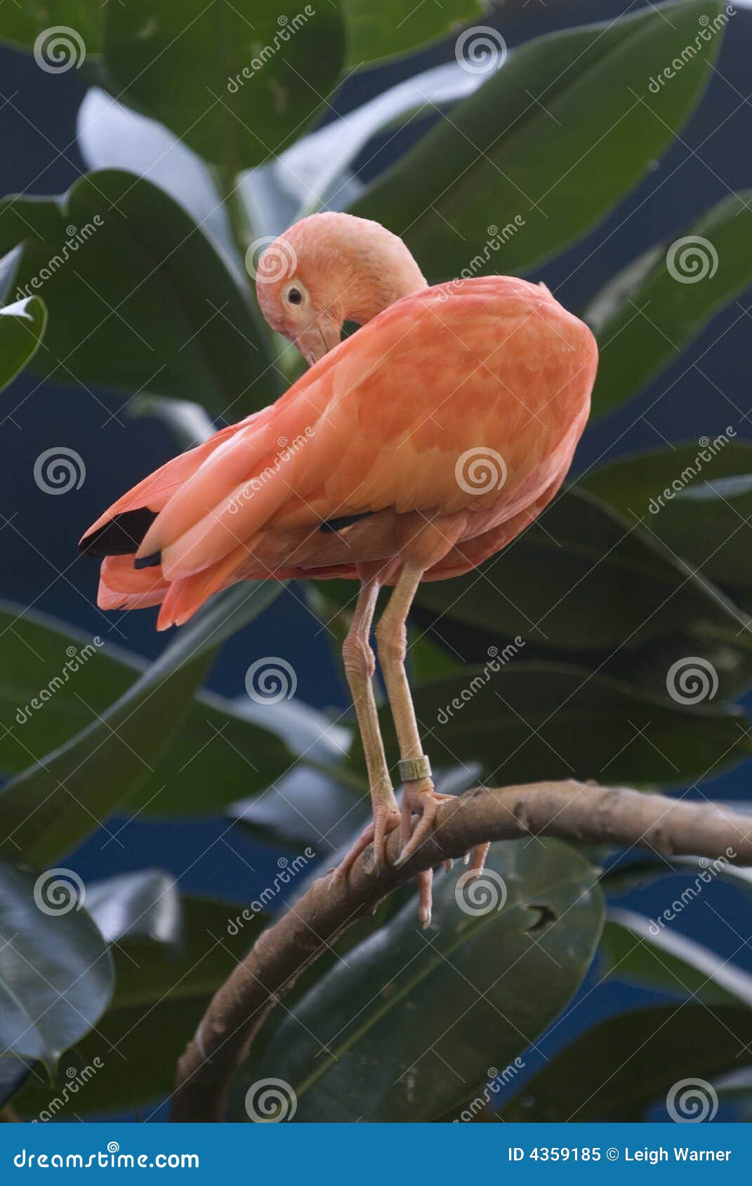 Uccello rosso immagine stock. Immagine di standing, rosso - 4359185