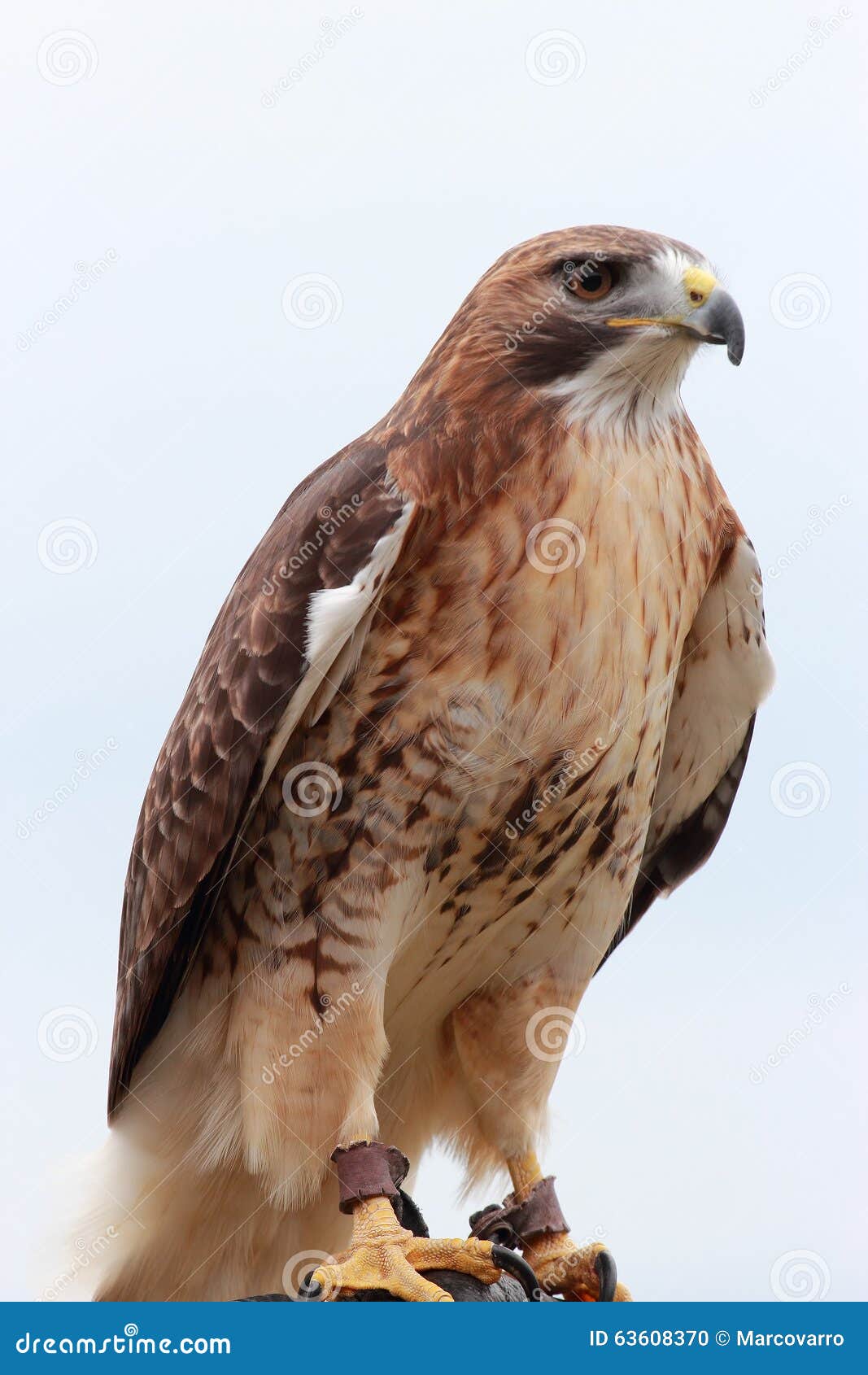 Uccello Selvaggio Di Poiana Comune Fotografia Stock - Immagine di ...