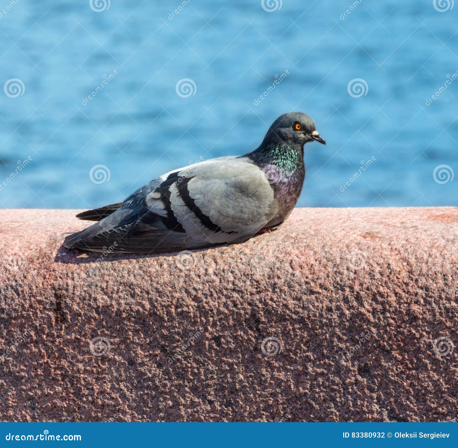Uccello Solo Della Colomba Un Piccione Fotografia Stock - Immagine di ...