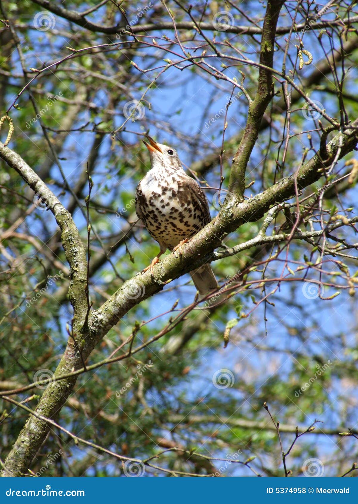 Uccello (tordella) in Albero Fotografia Stock - Immagine di fischio ...