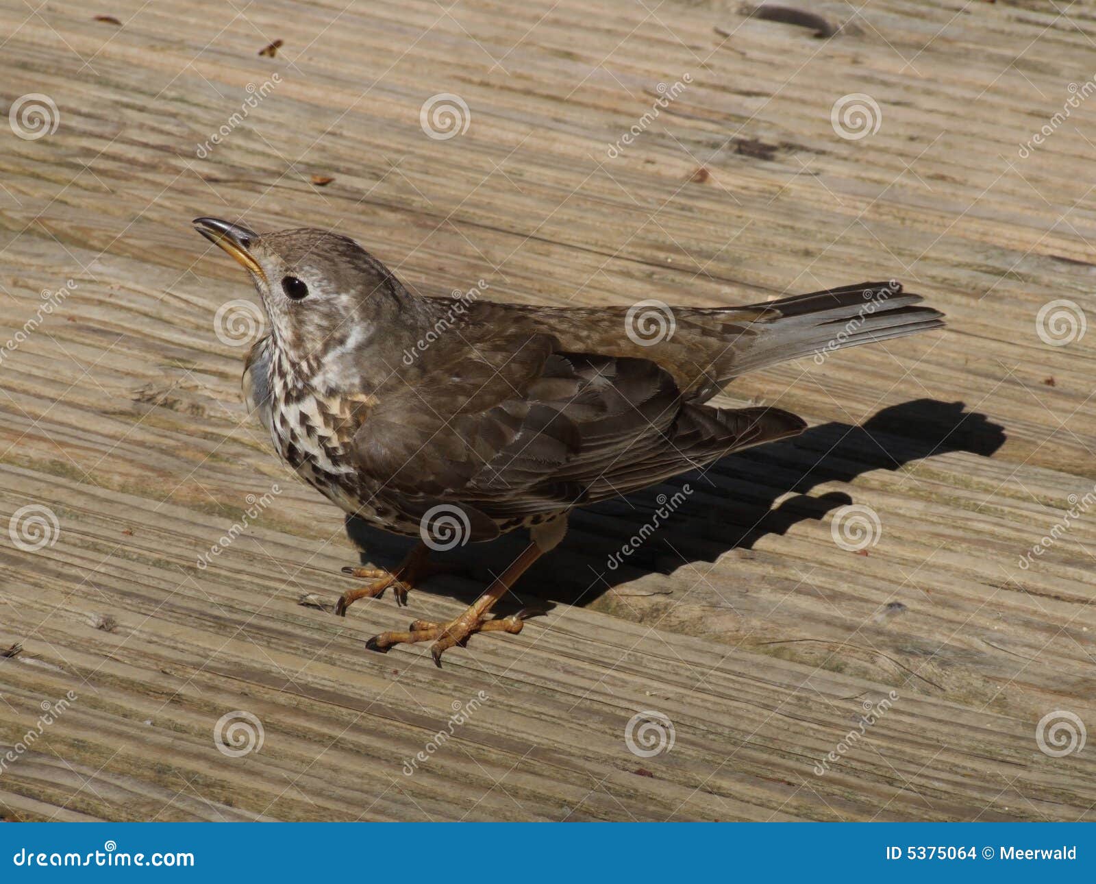 Uccello (tordella) Sulla Piattaforma Del Legname Fotografia Stock ...