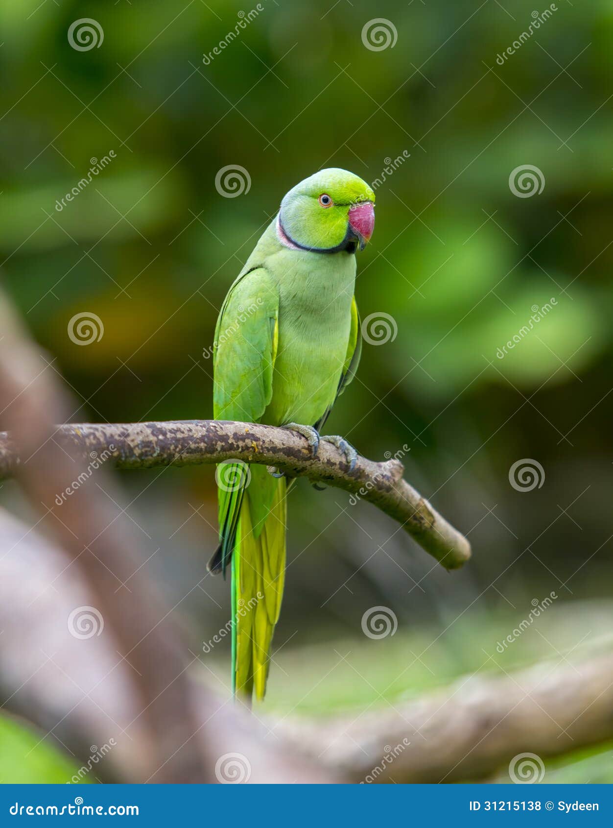 Uccello Verde Del Pappagallo Fotografia Stock - Immagine di amazzone ...