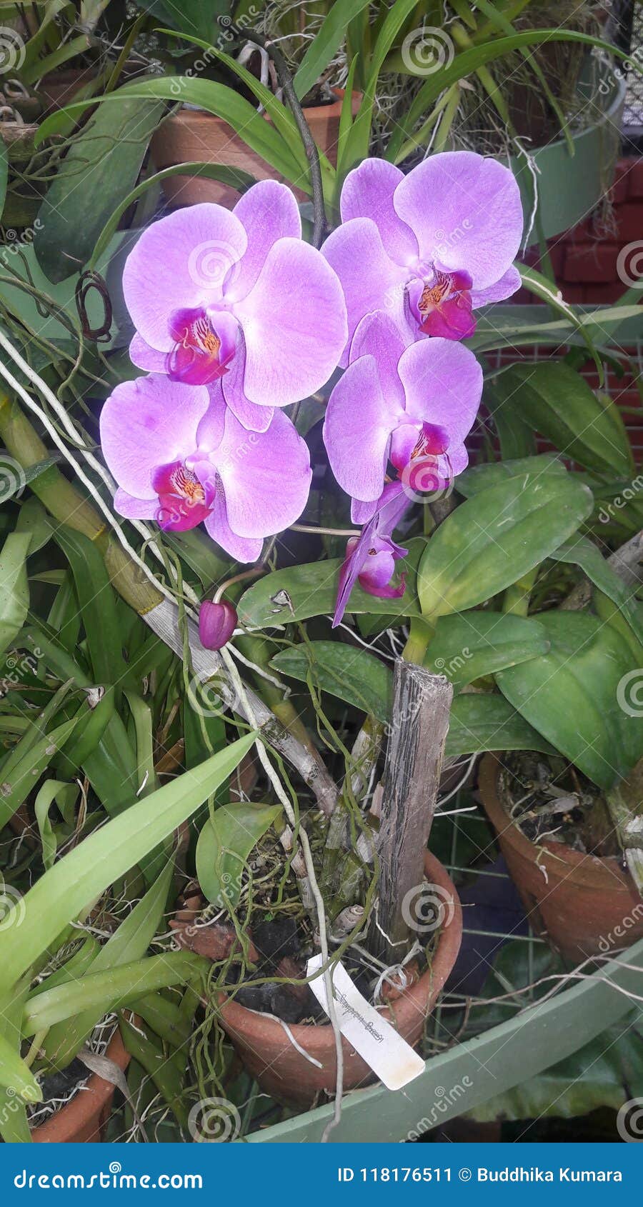 UDAWEDIYA stock image. Image of flowers, beutiful, gurden - 118176511